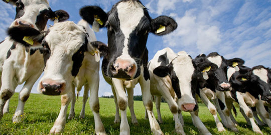 Saving the World With The Internet of Cows - Interconnections - The ...